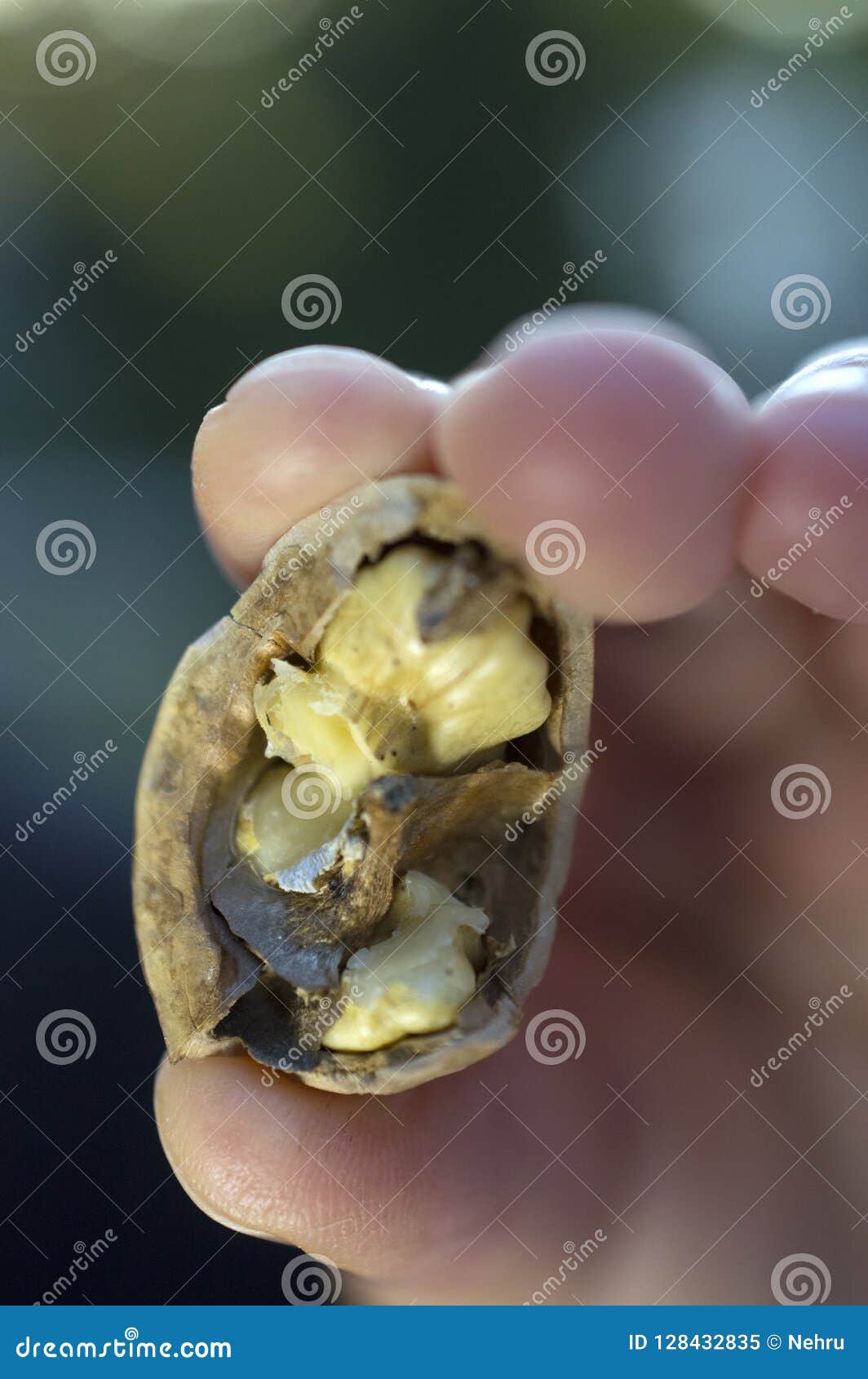 Woman hand holding walnut stock image. Image of walnut - 128432835 Woman hand holding walnut stock image. Image of walnut - 128432835