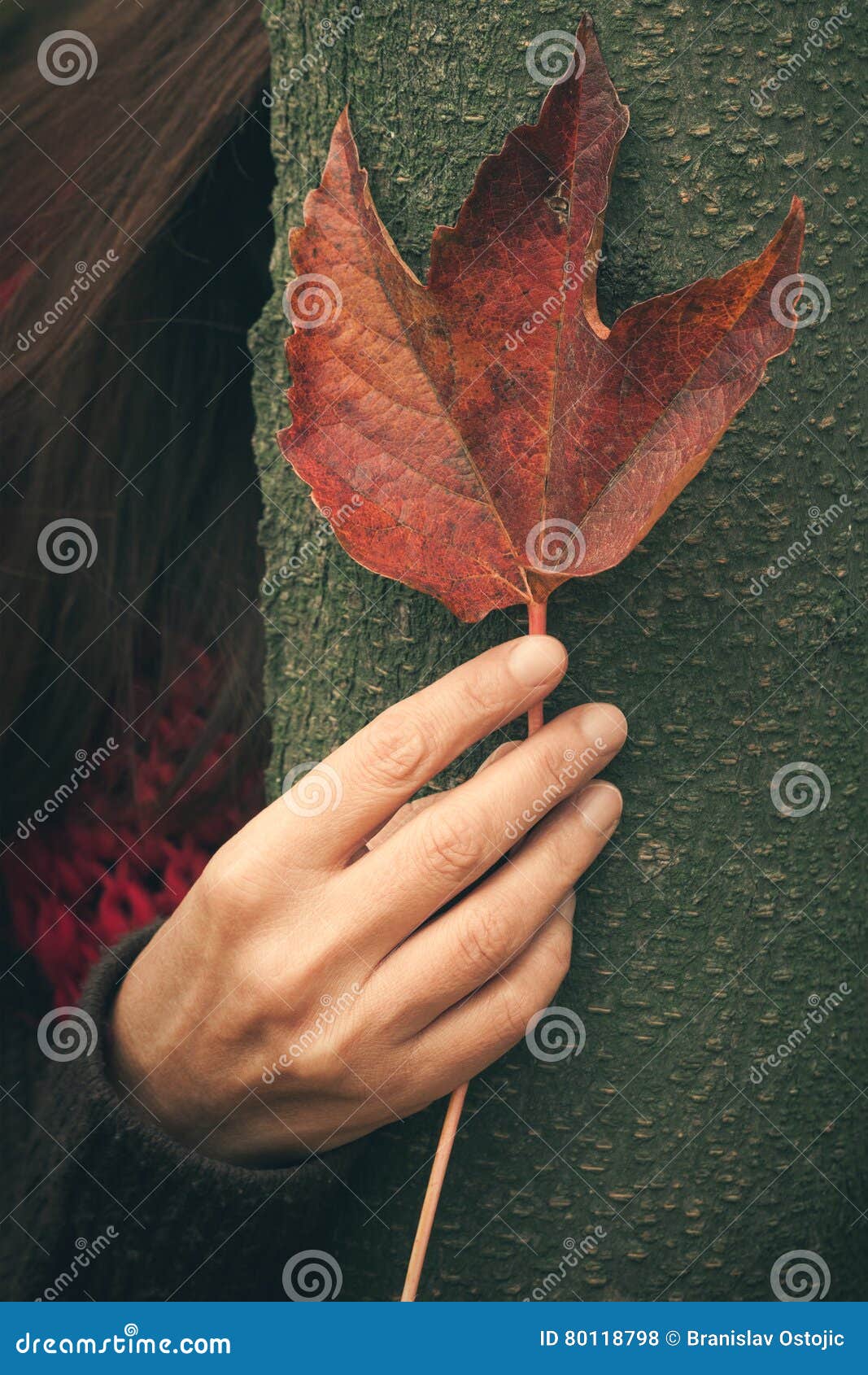 Woman Hand with Leaf on Tree Stock Photo - Image of retro, autumn: 80118798
