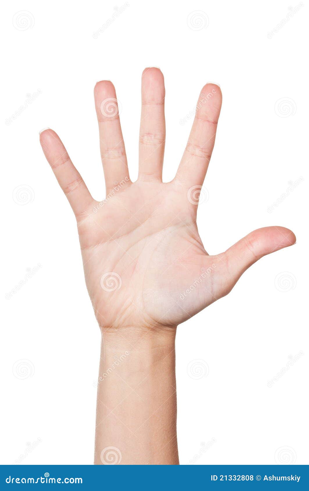 Woman hand (palm) stock photo. Image of female, french - 21332808