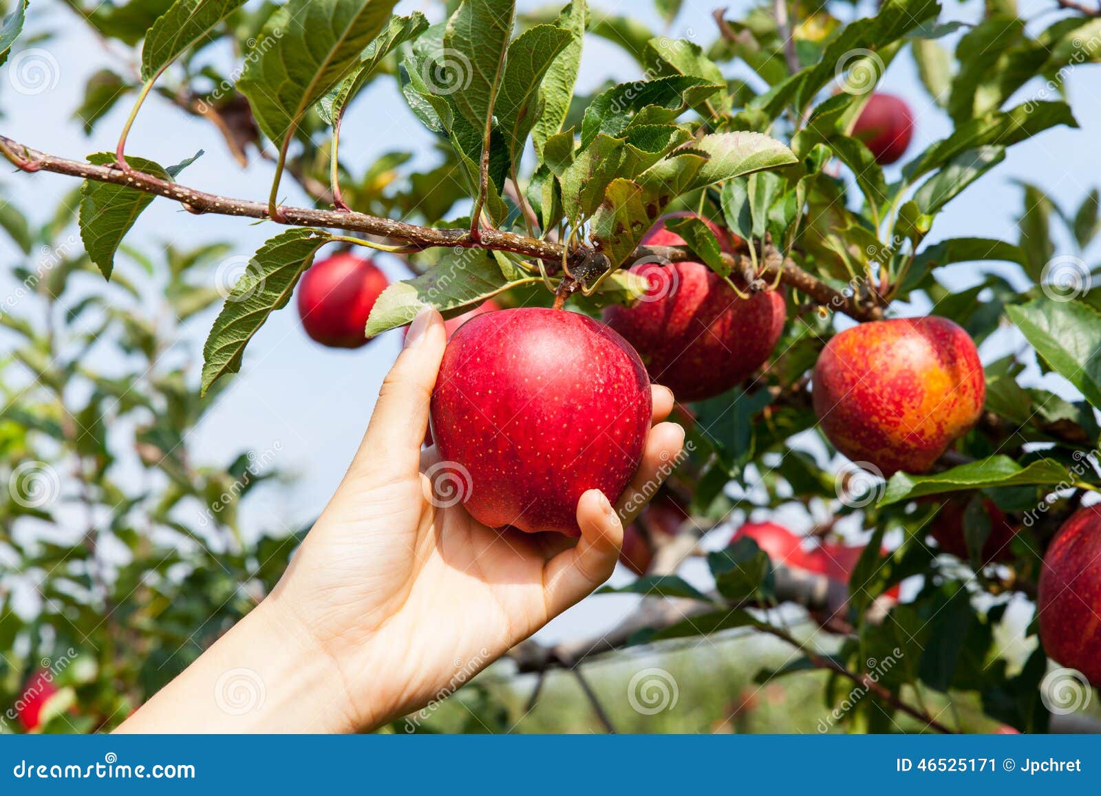 Woman Hand Picking an Apple Stock Image - Image of autumn, garden: 46525171