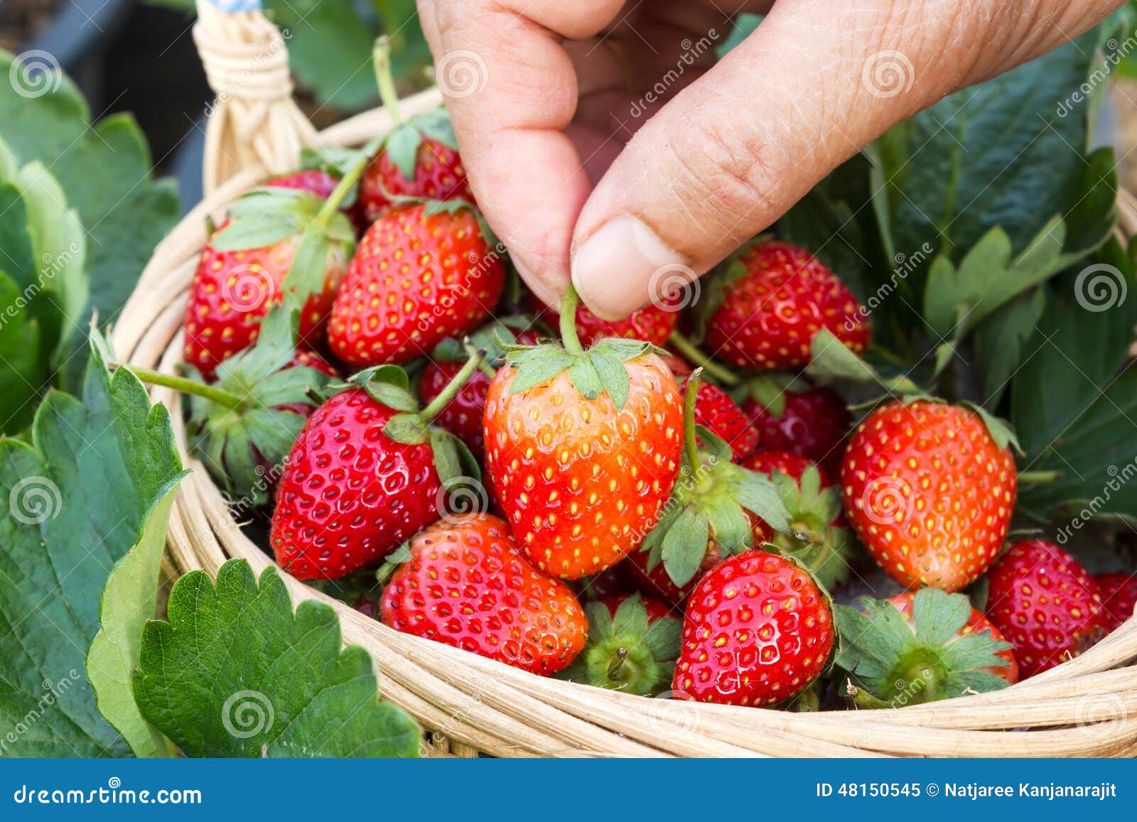Woman Hand Picking a Strawberry in a Basket. Stock Image - Image of ...