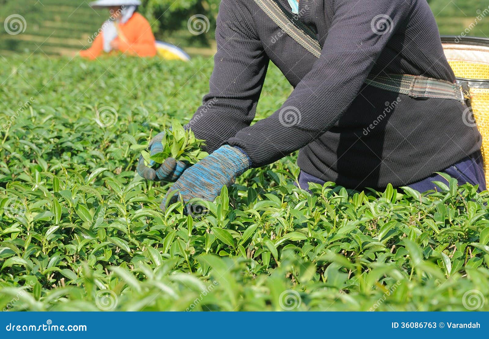 Woman Hand Picking Tea Leaf Stock Image - Image of nature, herb: 36086763