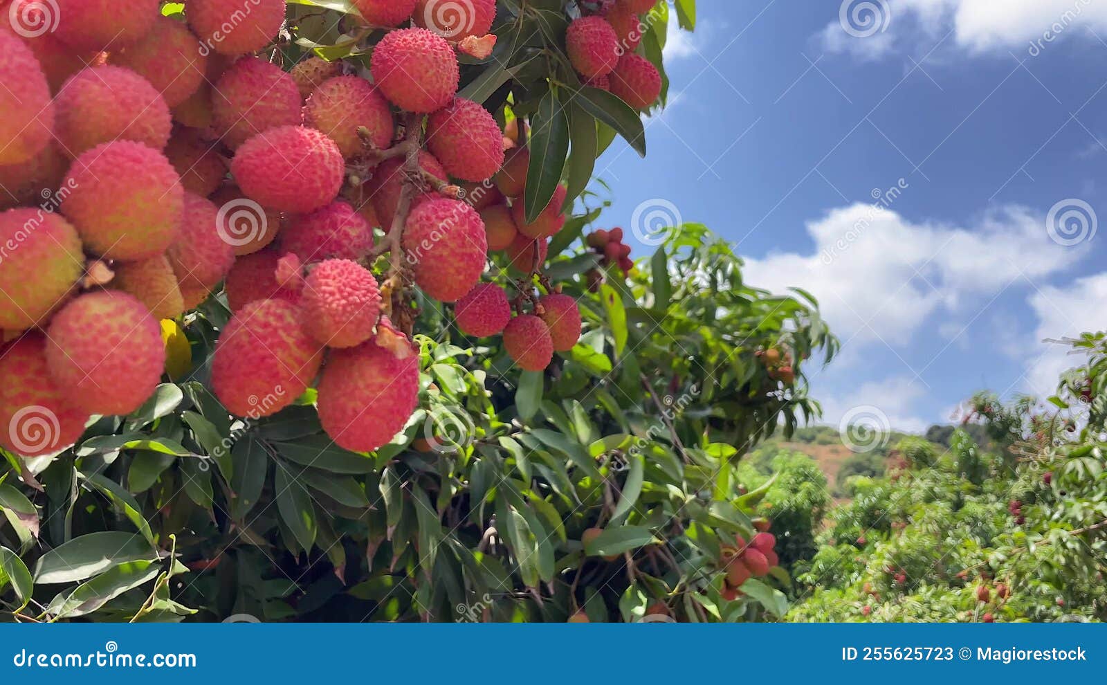 Woman Hand Pluck Lychees from a Hanging Lychee Bundle. Stock Video ...