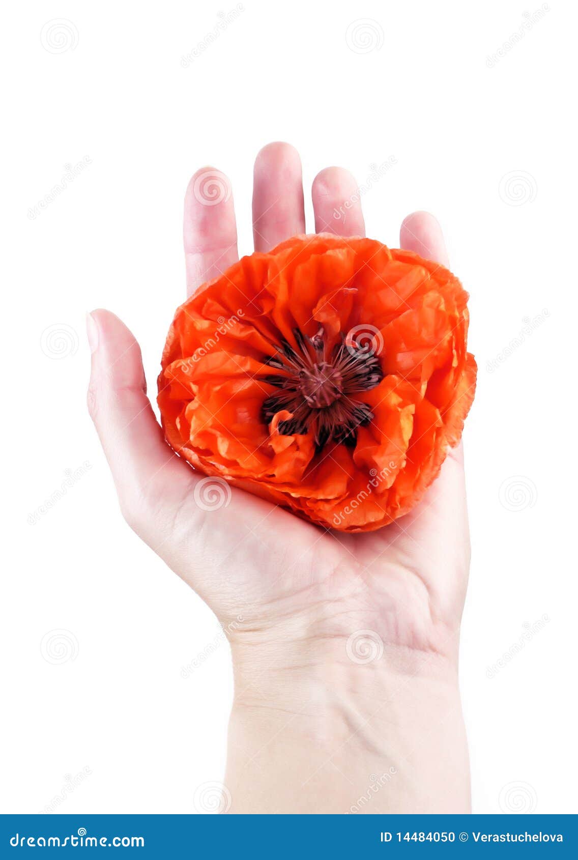 Woman hand with red poppy stock photo. Image of hand - 14484050