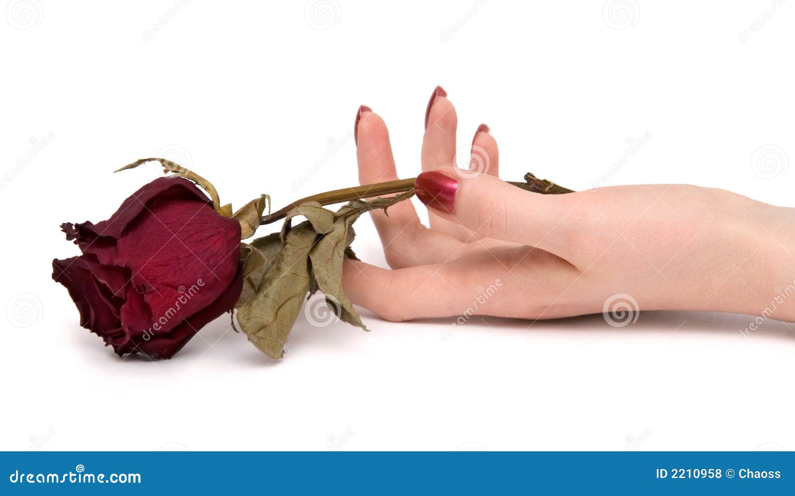 Woman hand with rose stock photo. Image of hold, feebleness - 2210958