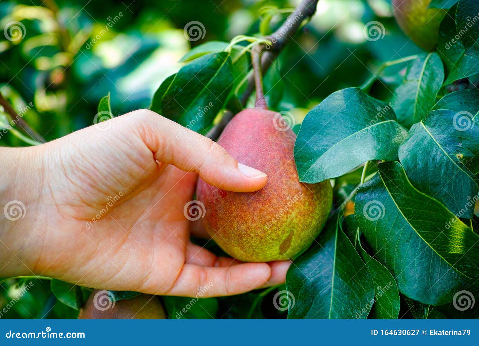 Woman Hand Taking Crop of Pear from Fruit Tree Stock Image - Image of ...