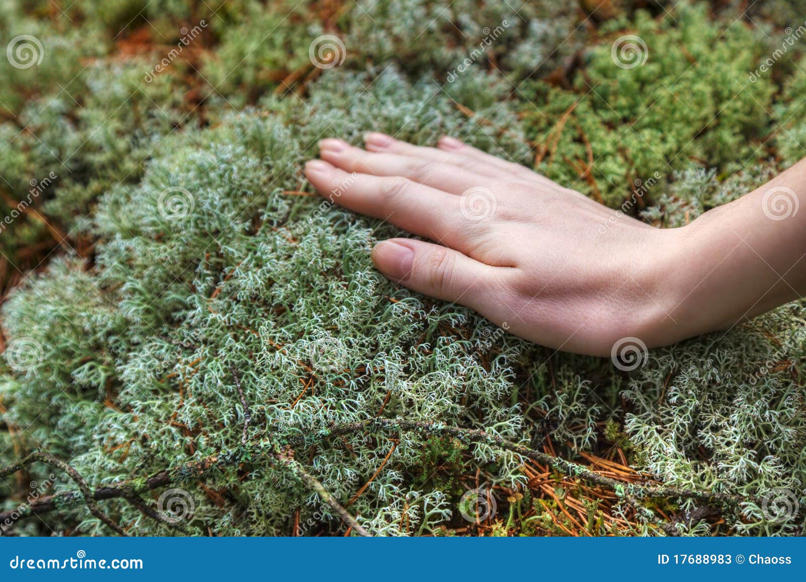 Woman hand touching moss stock image. Image of fingers - 17688983