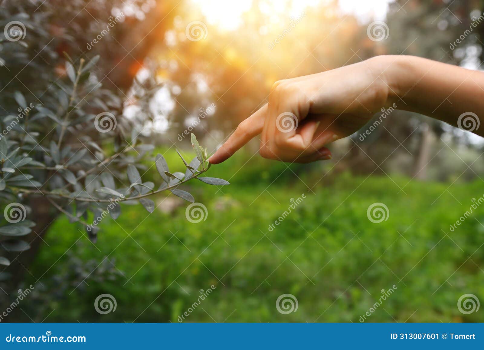 Woman Hand Touching Tree Branch. Concept of Connection and Nature Care ...