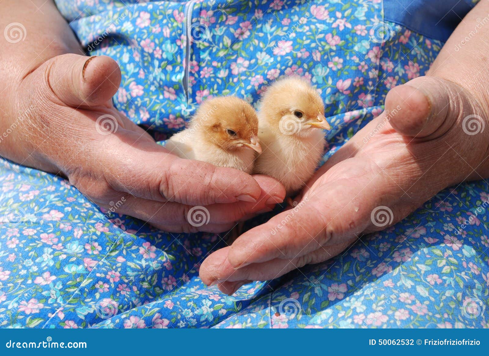 Woman hands with chicks stock photo. Image of original - 50062532