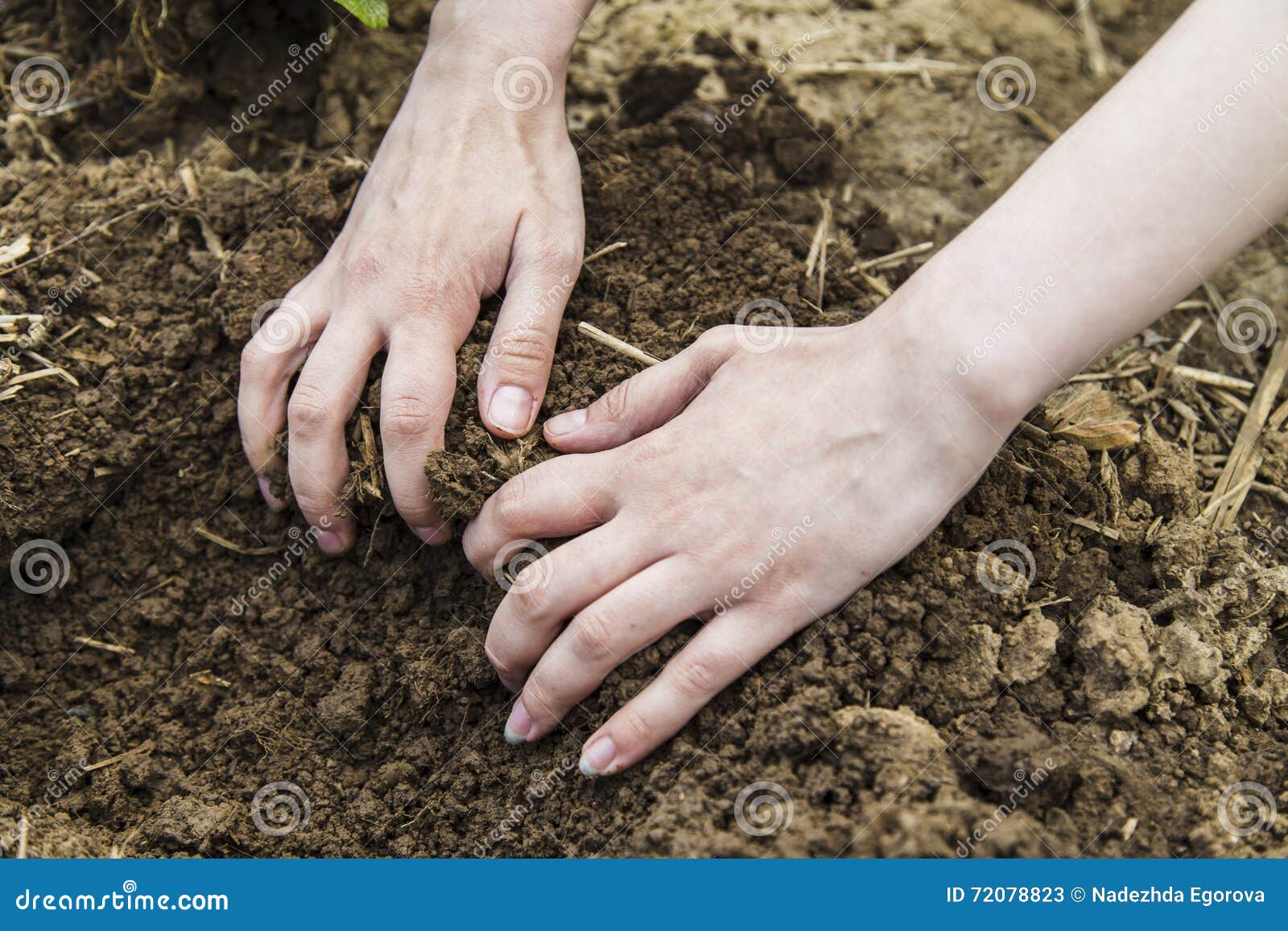 Woman hands digging ground stock image. Image of gardening - 72078823
