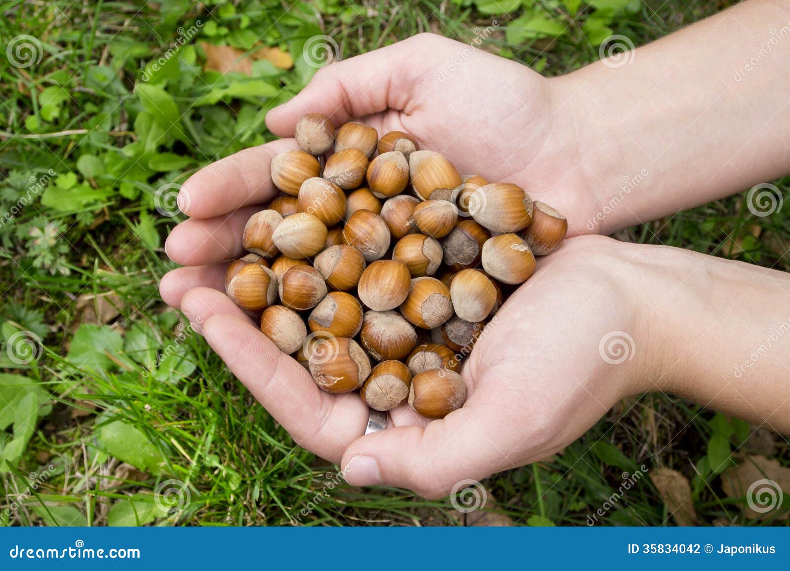 Woman hands with hazelnut stock photo. Image of heap - 35834042