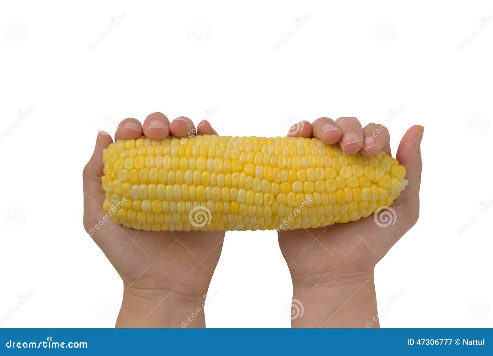 Woman Hands Hold Corn Isolated on White Stock Image - Image of nature ...