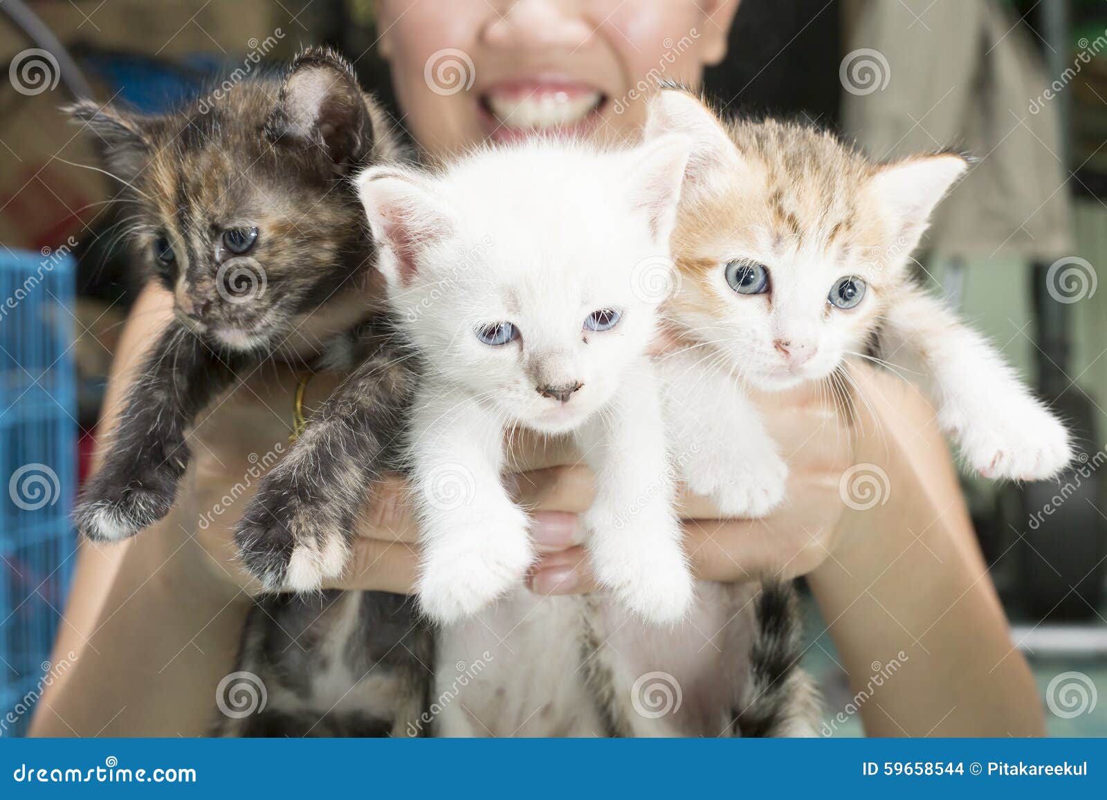 Woman Hands Holding Adorable Kitten Stock Photo - Image of playing ...