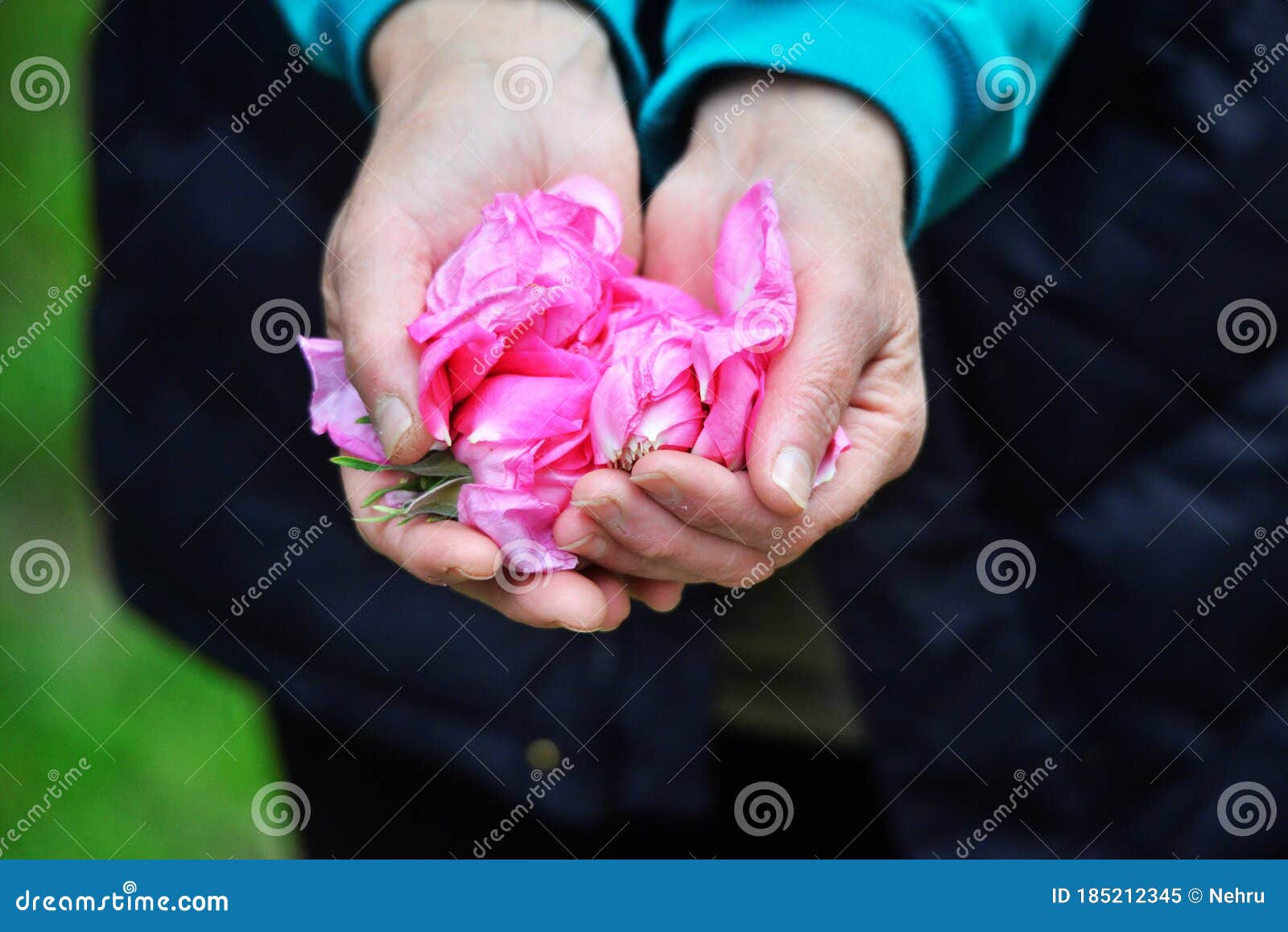 Woman Hands with Rose Petals Stock Image - Image of flower, nature ...
