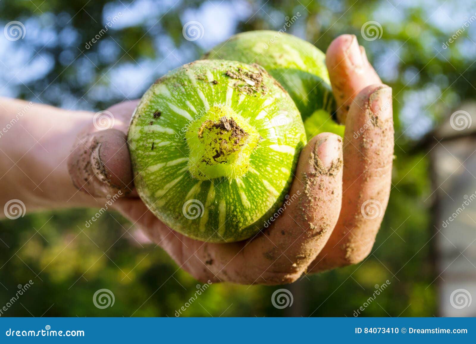 Woman Hands with Round Zucchini Stock Photo - Image of nutrient ...