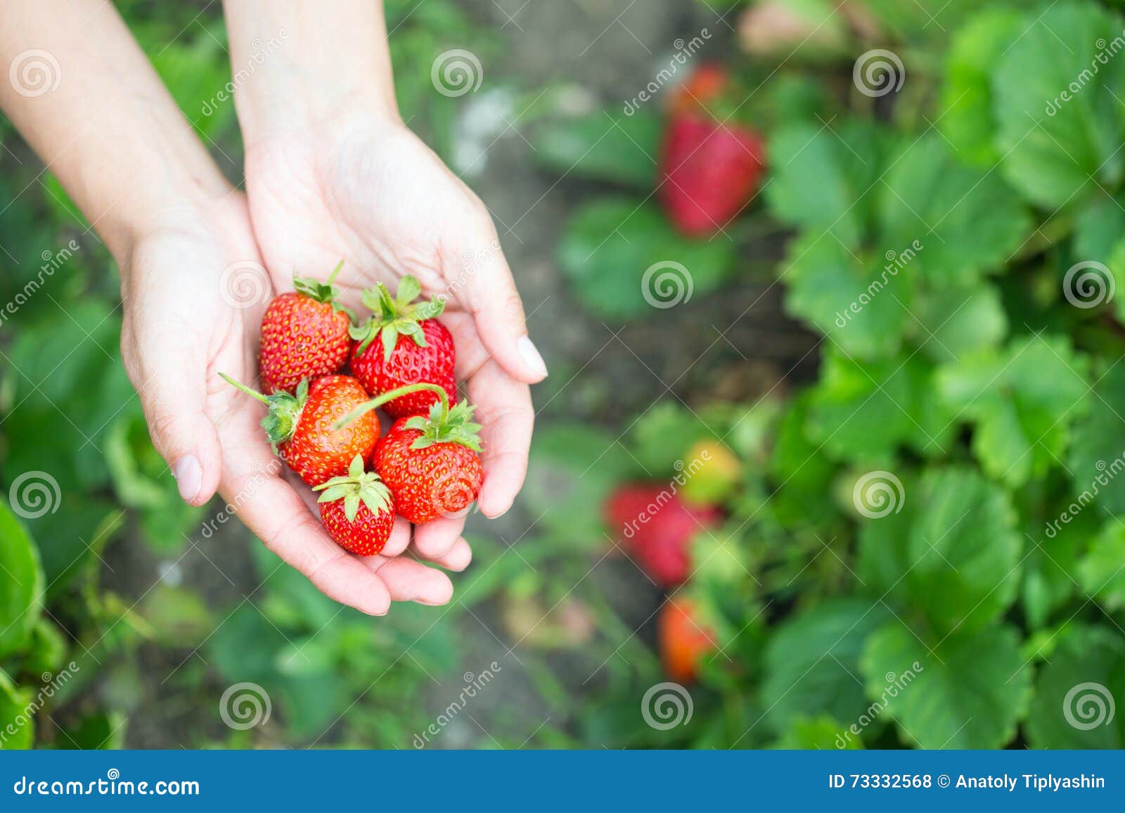 Woman Hands with Strawberry Stock Photo - Image of freshness, growth ...