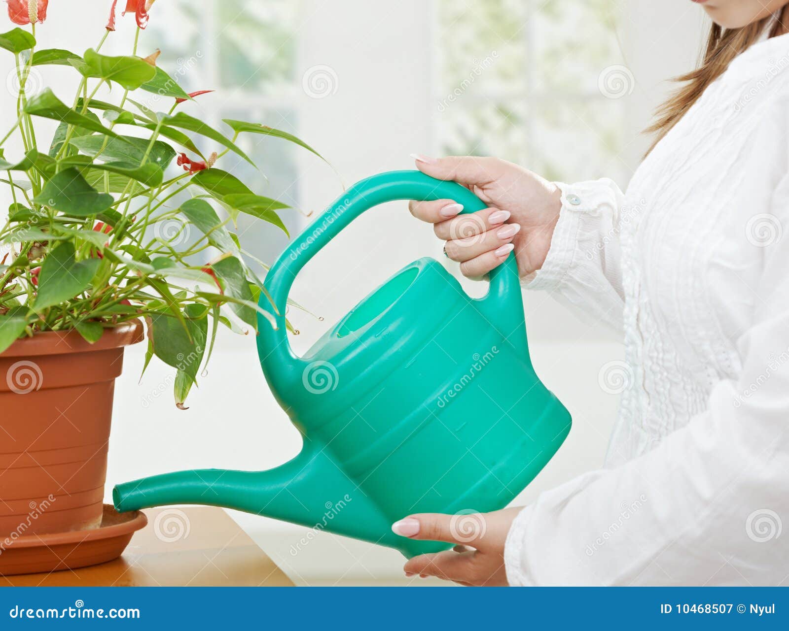 Woman hands watering plant stock image. Image of horizontal - 10468507