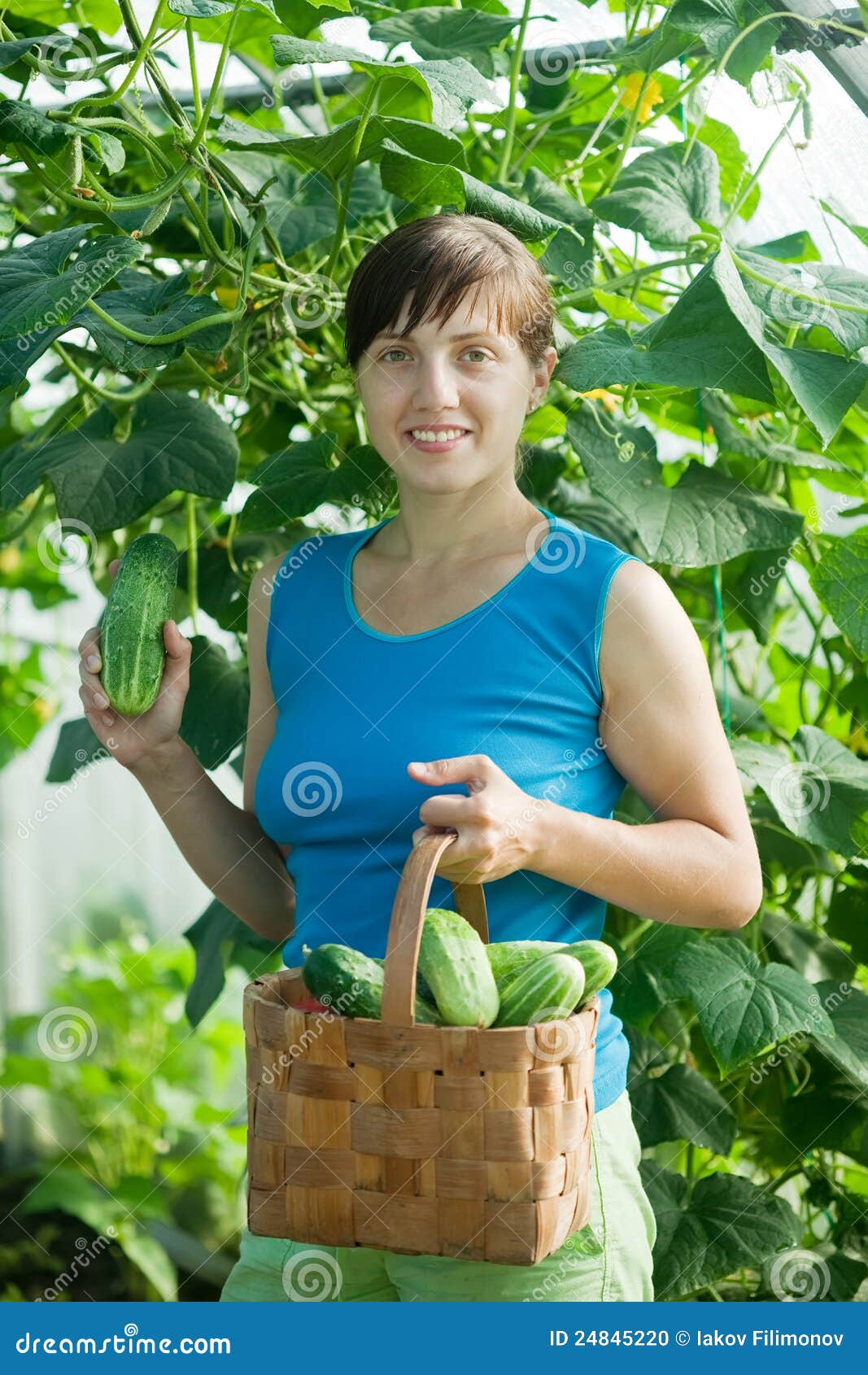 Woman with Harvested Cucumber Stock Photo - Image of collecting ...