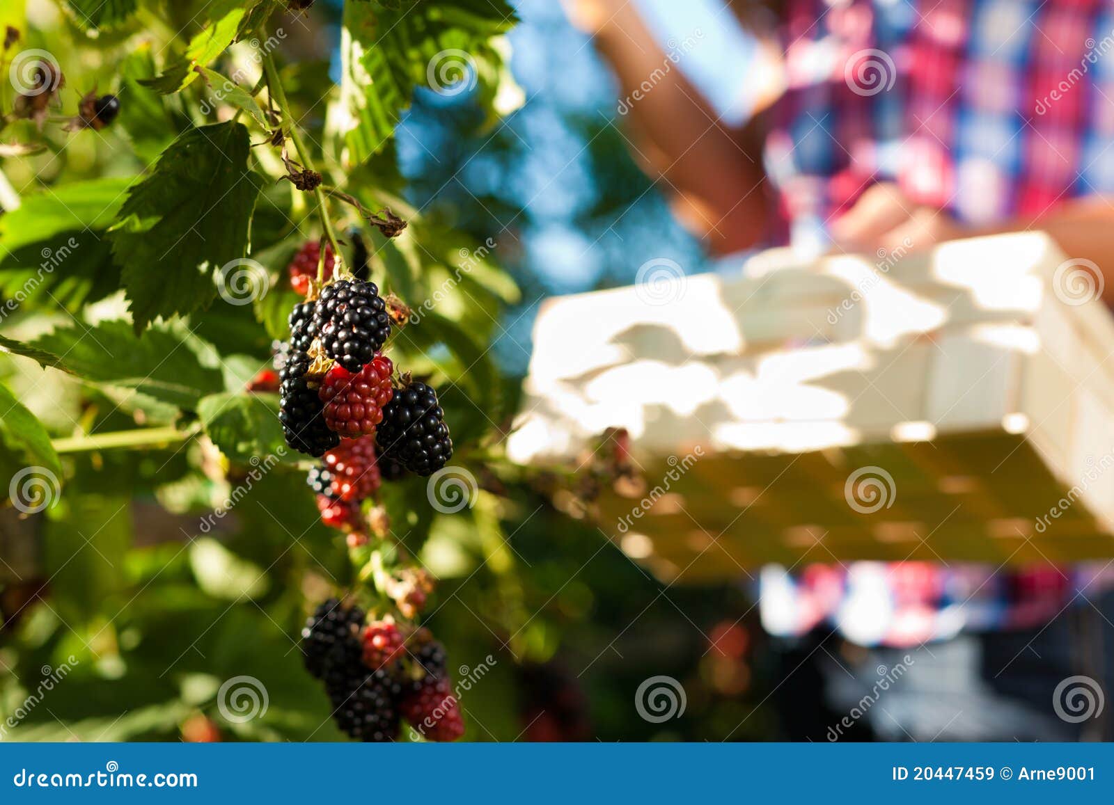 Woman Harvesting Berries in Garden Stock Image - Image of gardener ...