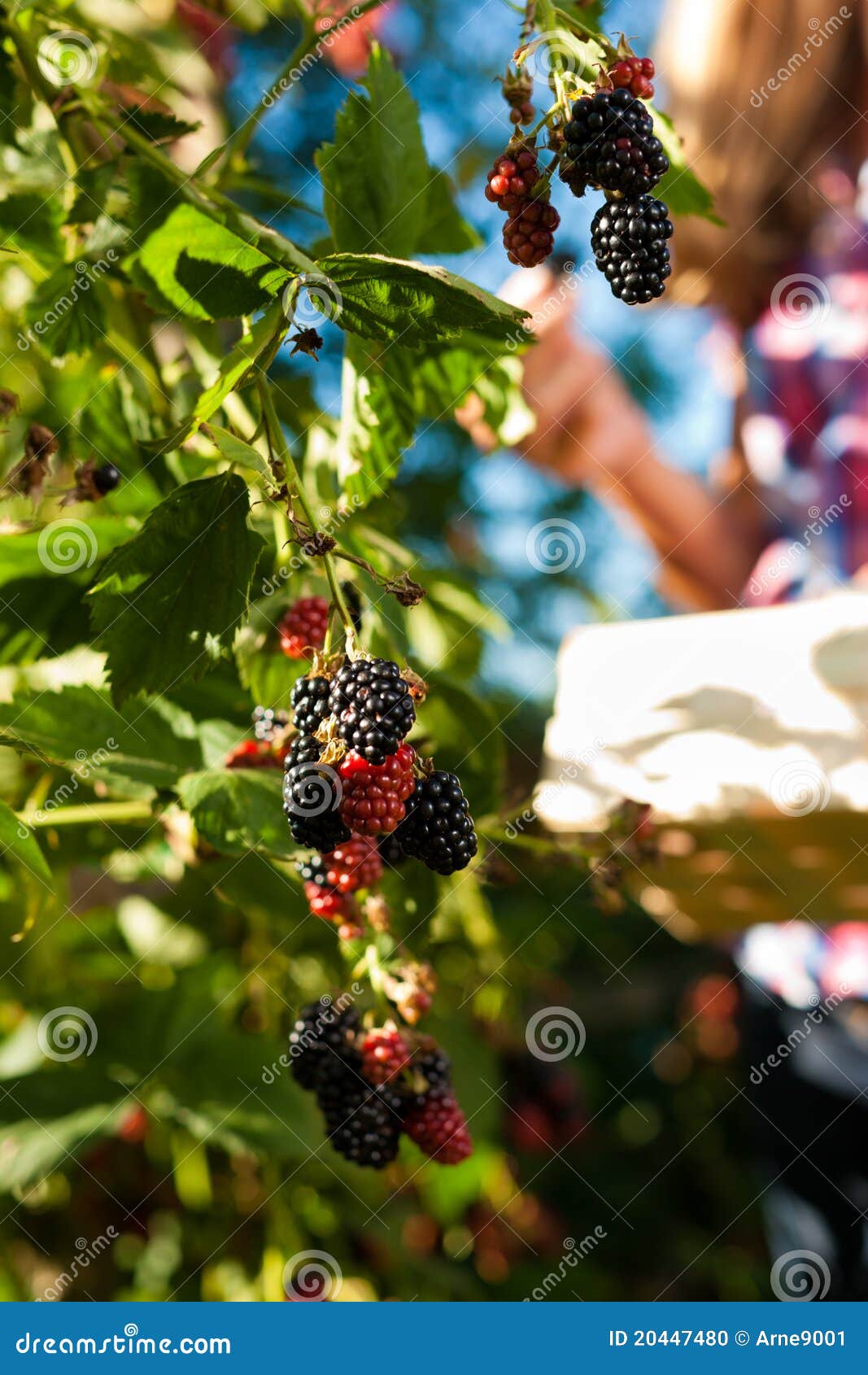 Woman Harvesting Berries in Garden Stock Photo - Image of hand ...