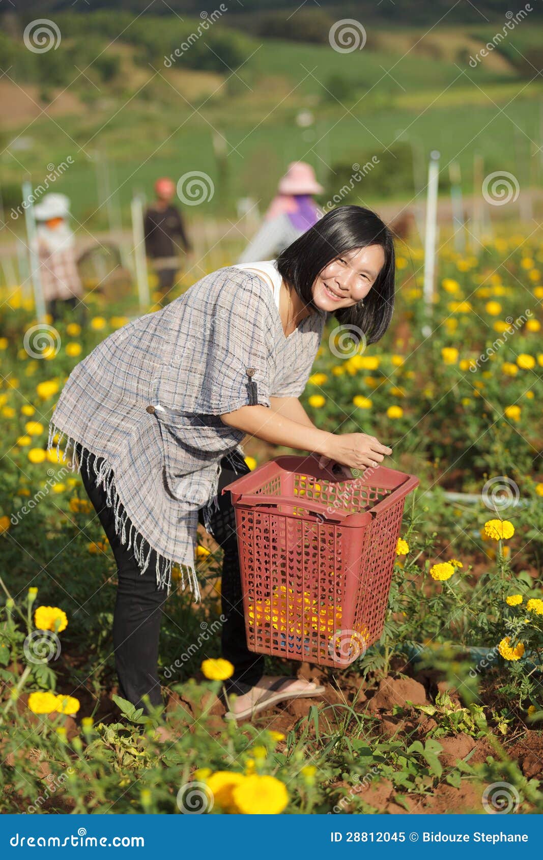 Woman harvesting flower stock image. Image of woman, asia - 28812045