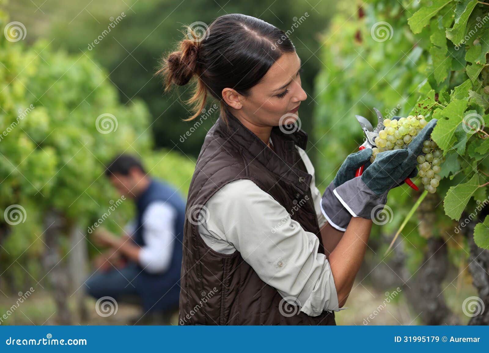 Woman harvesting grapes stock image. Image of hardened - 31995179