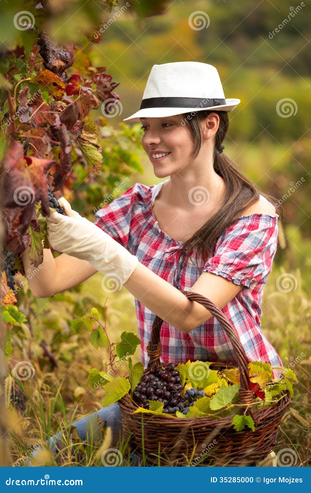 Woman harvesting grapes stock photo. Image of cultivation - 35285000