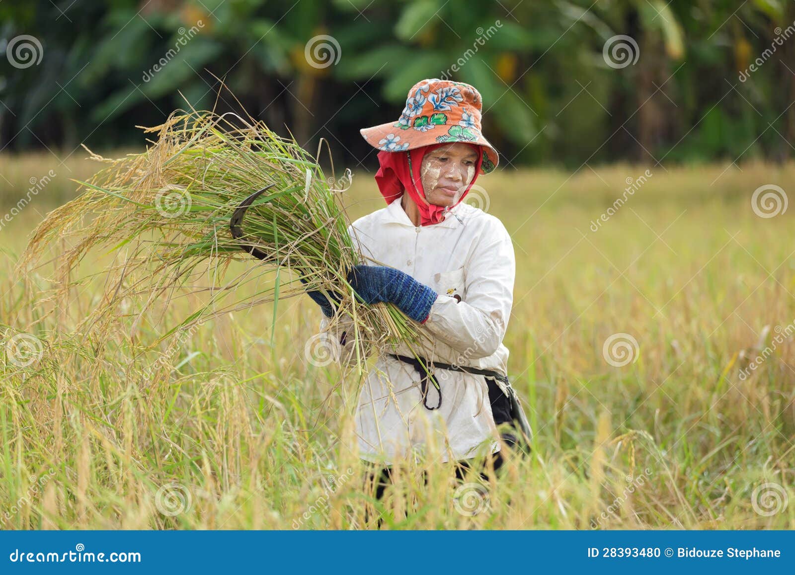 Woman harvesting rice stock photo. Image of poor, harvesting - 28393480