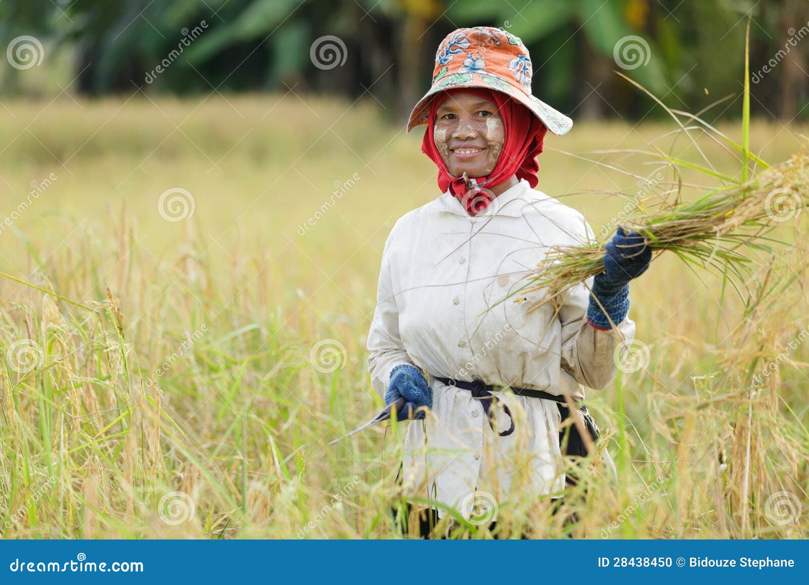 Woman harvesting rice stock photo. Image of farmer, poverty - 28438450