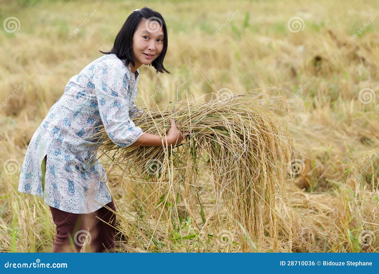 Woman harvesting rice stock photo. Image of field, cereal - 28710036
