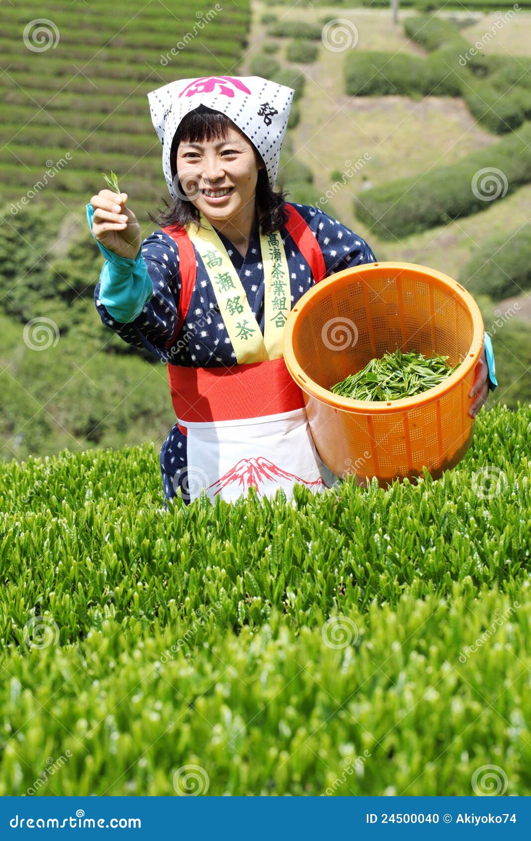 Woman Harvesting Tea Leaves Editorial Image - Image of harvest ...