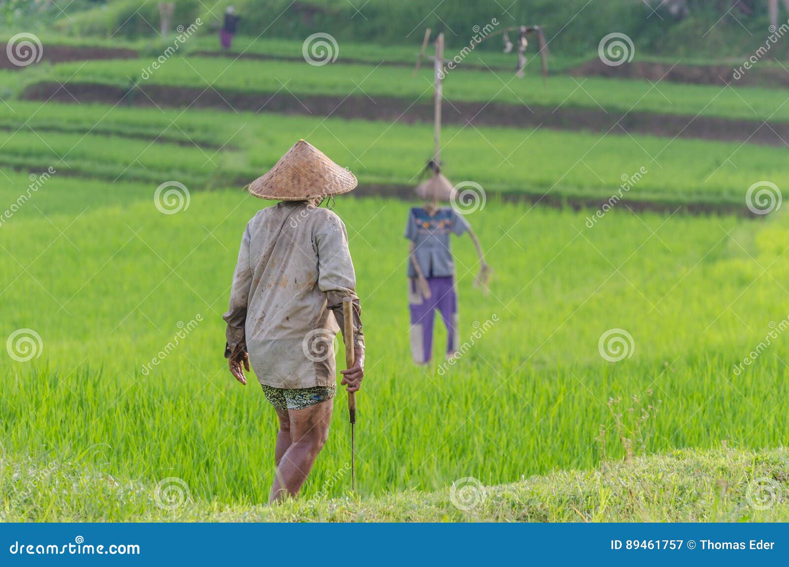 Woman with Hat in Rice Field Editorial Photography - Image of ...