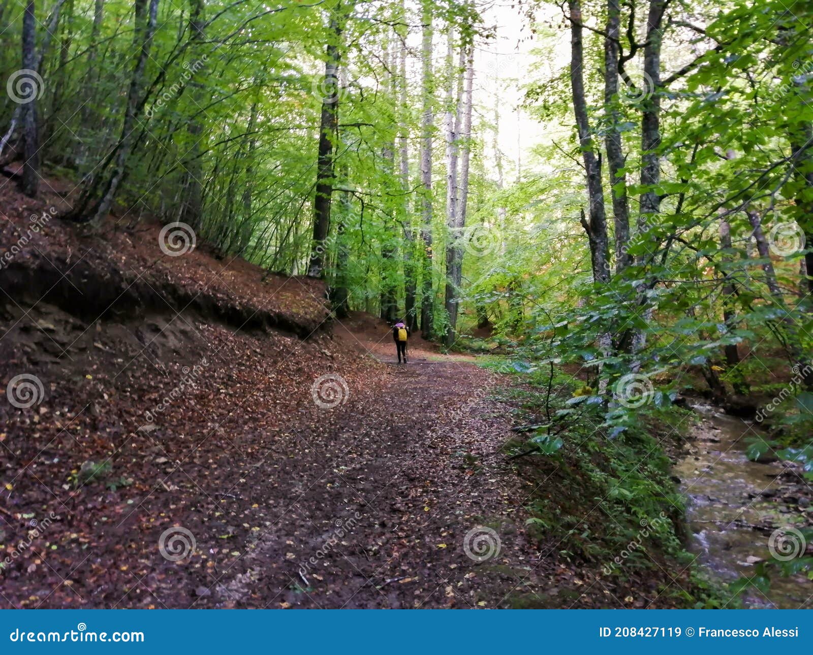 Hicker in a forest stock image. Image of travel, leaves - 208427119