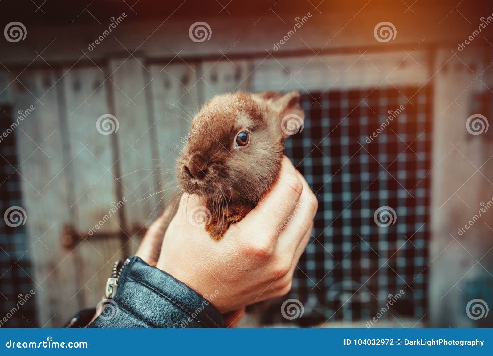 Baby Bunny in the hand stock photo. Image of beautiful - 104032972