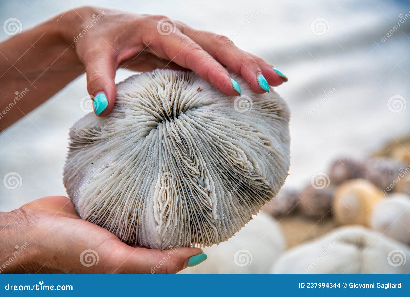 Woman Holding a Beautiful Sea Shell on the Shoreline Stock Photo ...
