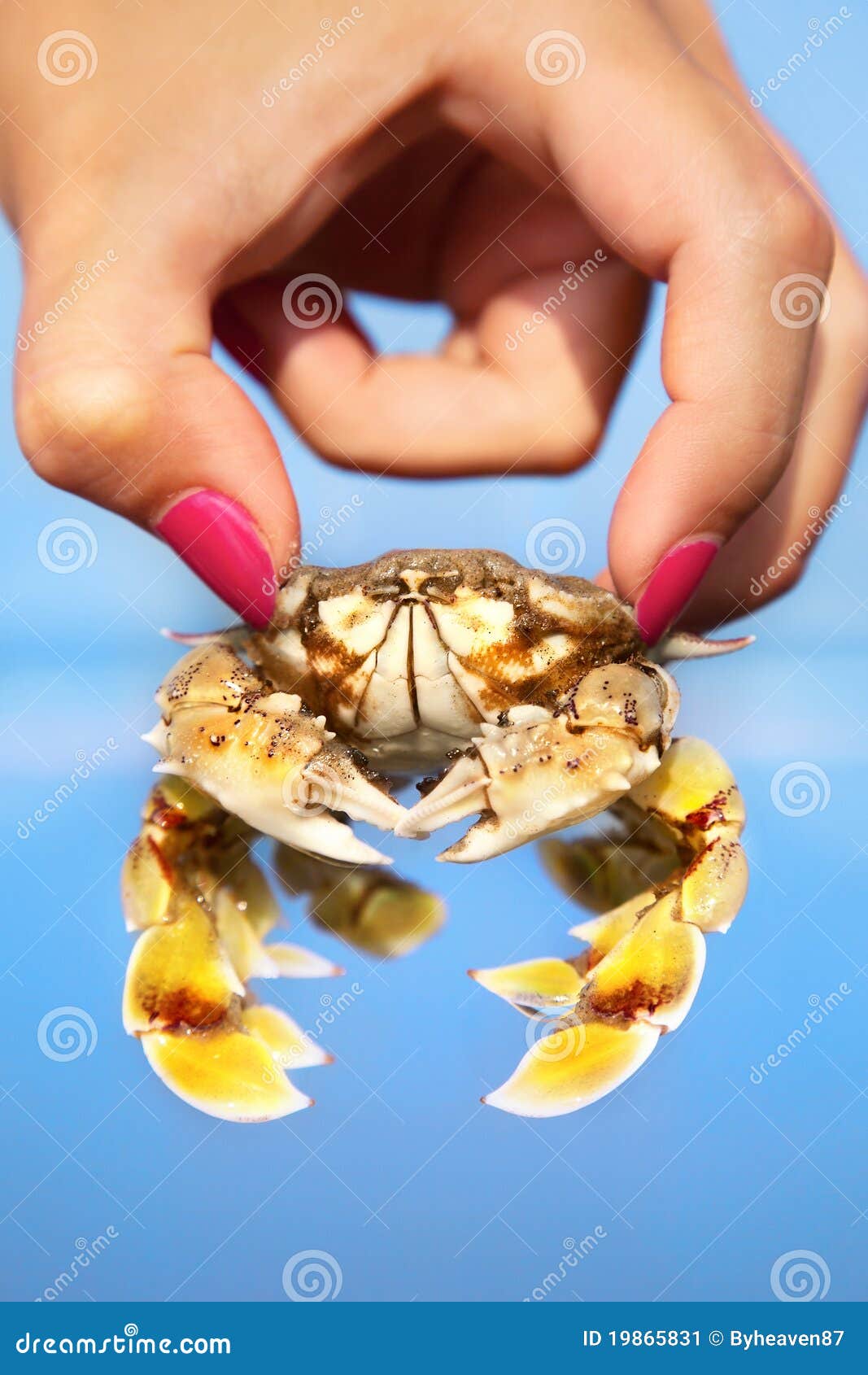 Woman holding crab stock image. Image of seafood, freshness - 19865831