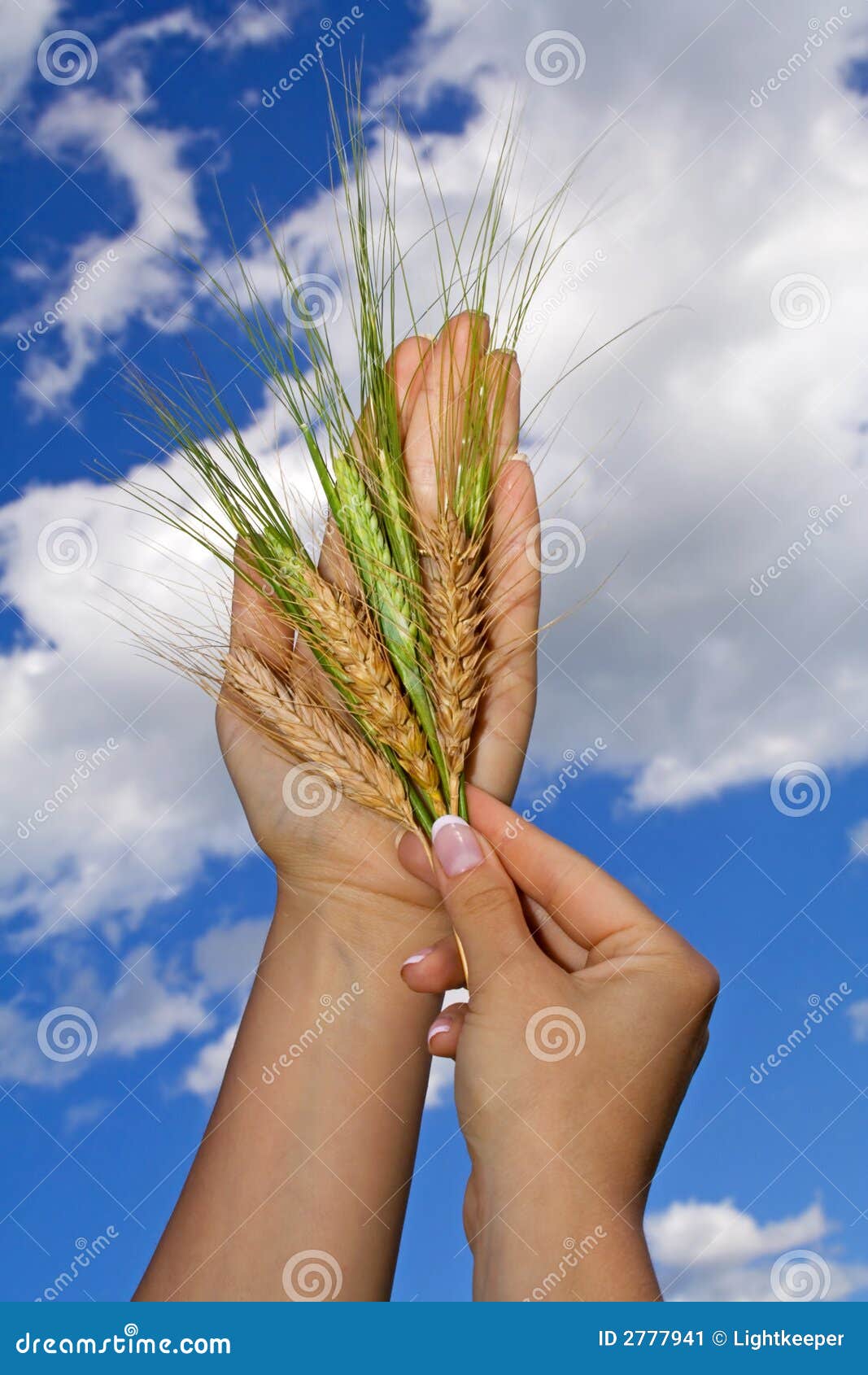 Woman Holding Crops To the Sky Stock Image - Image of human, glean: 2777941