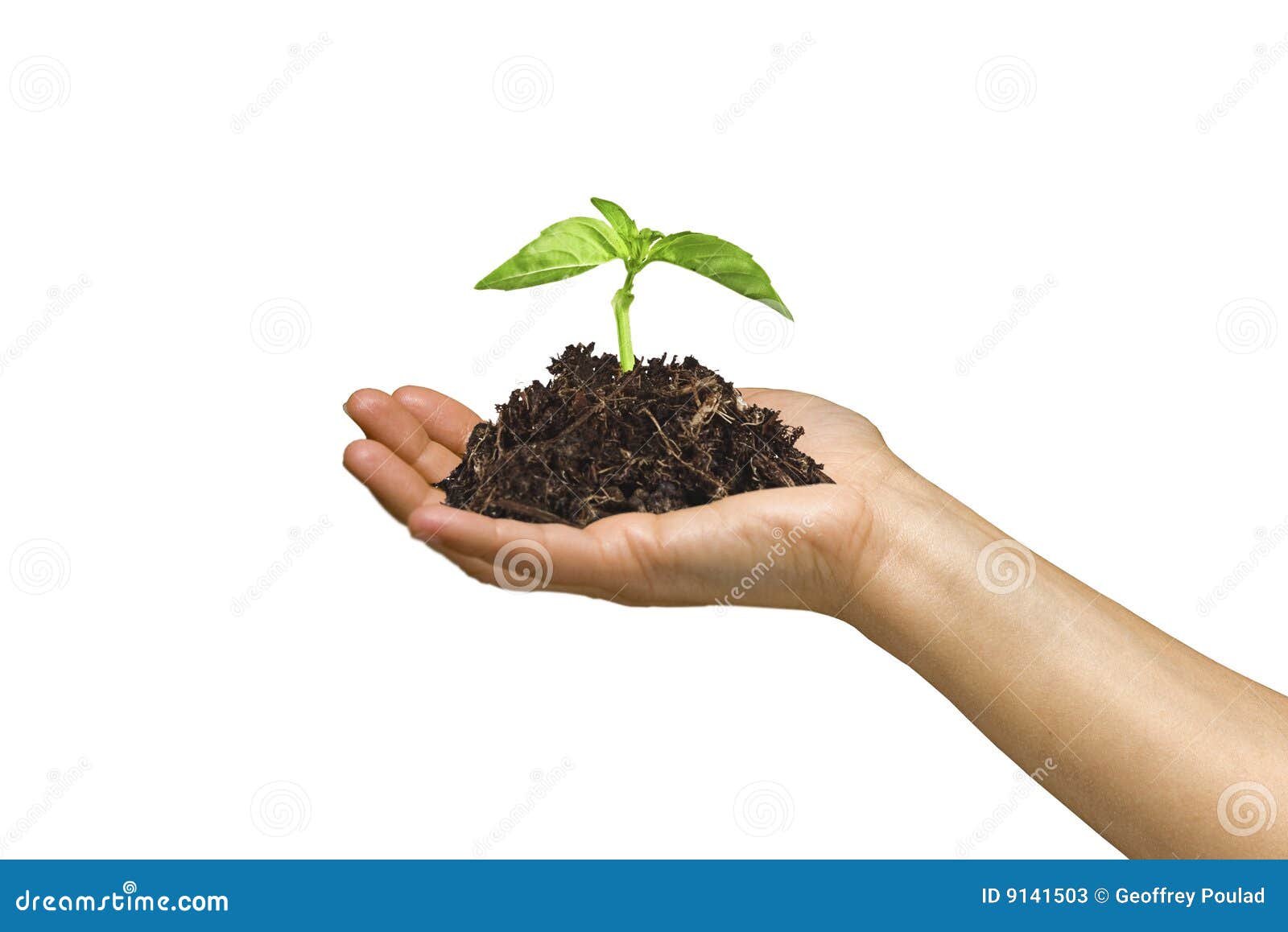 Woman Holding A Growing Plant In Her Hand Stock Photos - Image: 9141503