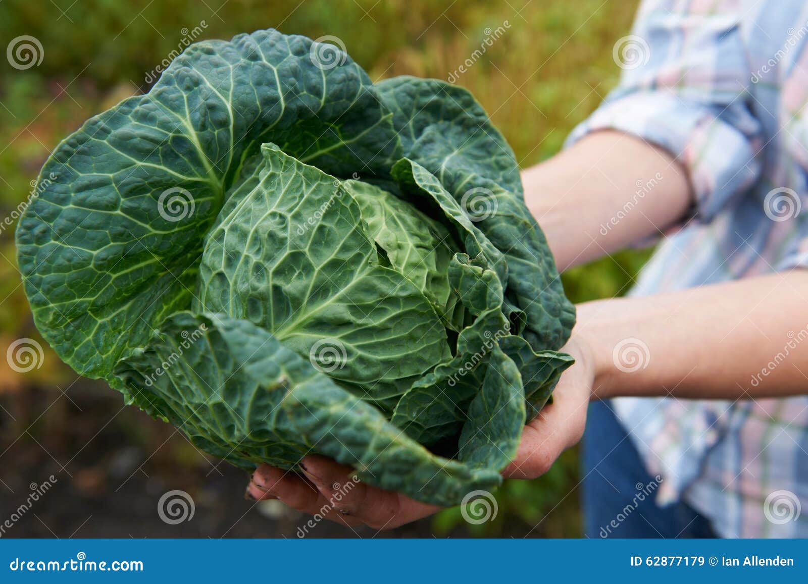 Woman Holding Home Grown Cabbage Stock Image - Image of gardening ...