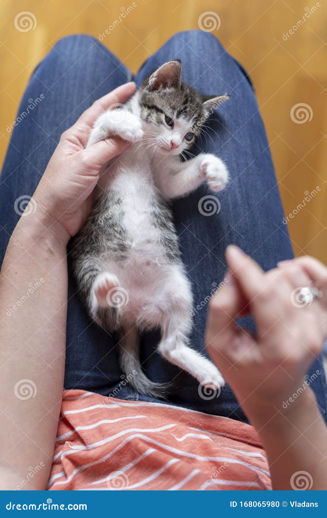 Woman cuddling a kitten stock photo. Image of kitten - 168065980