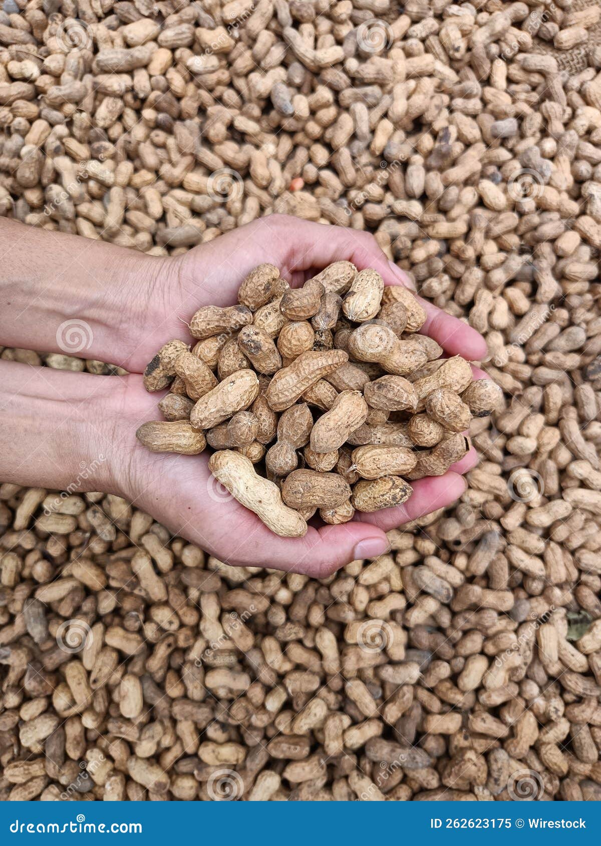 Woman Holding Peanuts in Her Hands Stock Image - Image of peanuts ...
