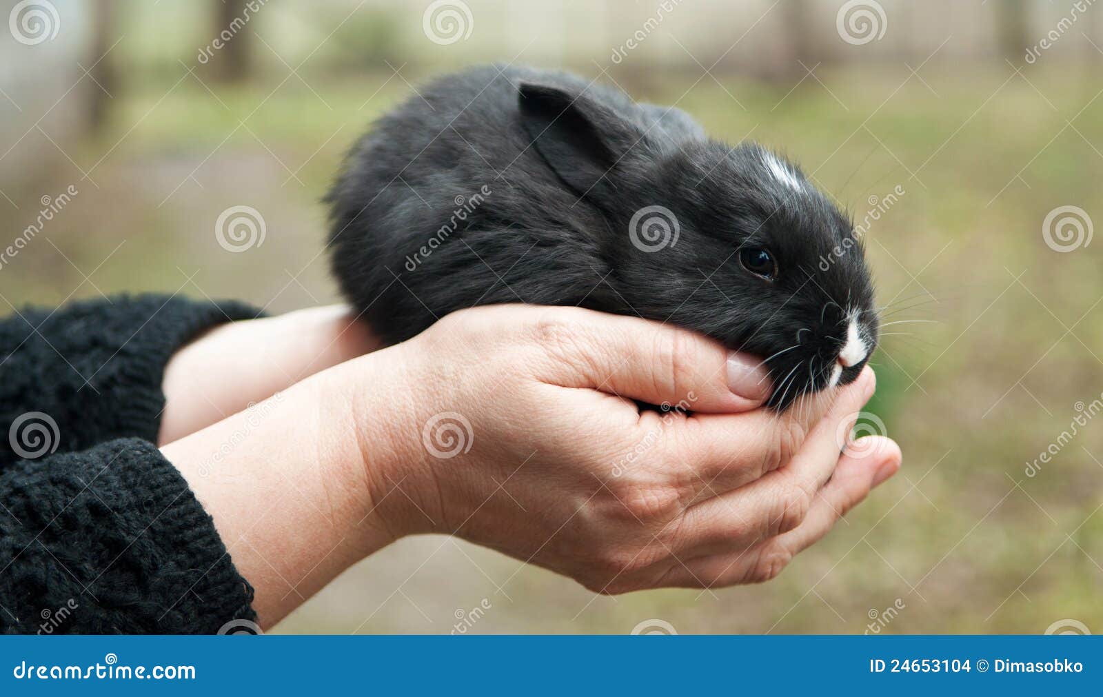 Woman holding rabbit stock photo. Image of nature, little - 24653104