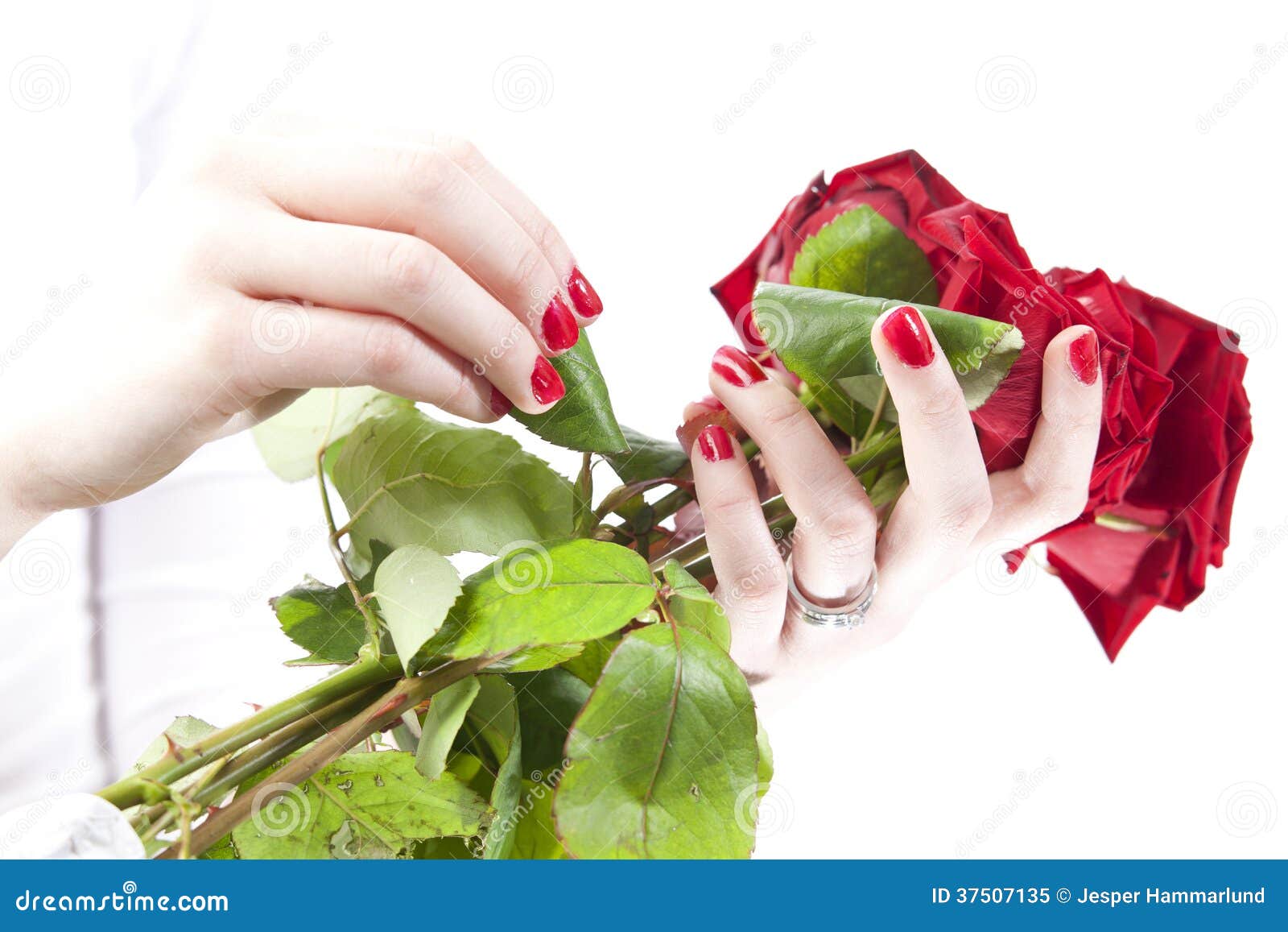 Woman Holding Red Roses. GN Stock Image - Image of isolated, flowers ...