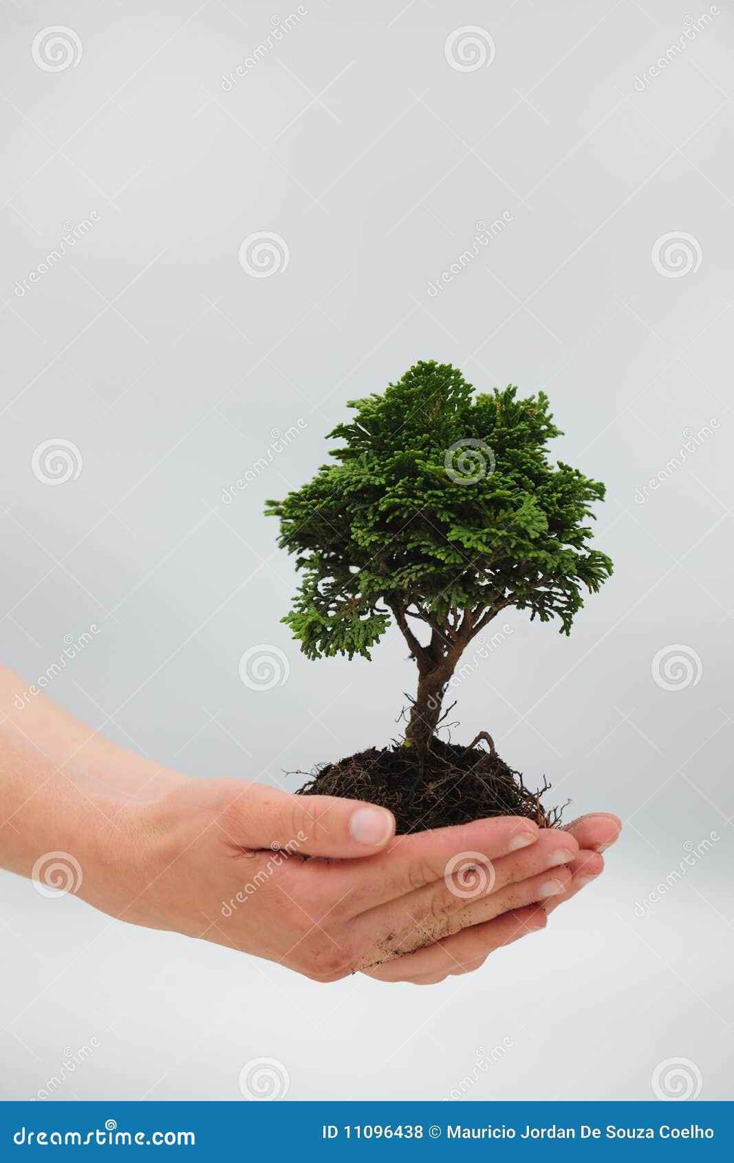 Small Tree Sapling Coffee Tree Care By Hand Natural Evening Background ...