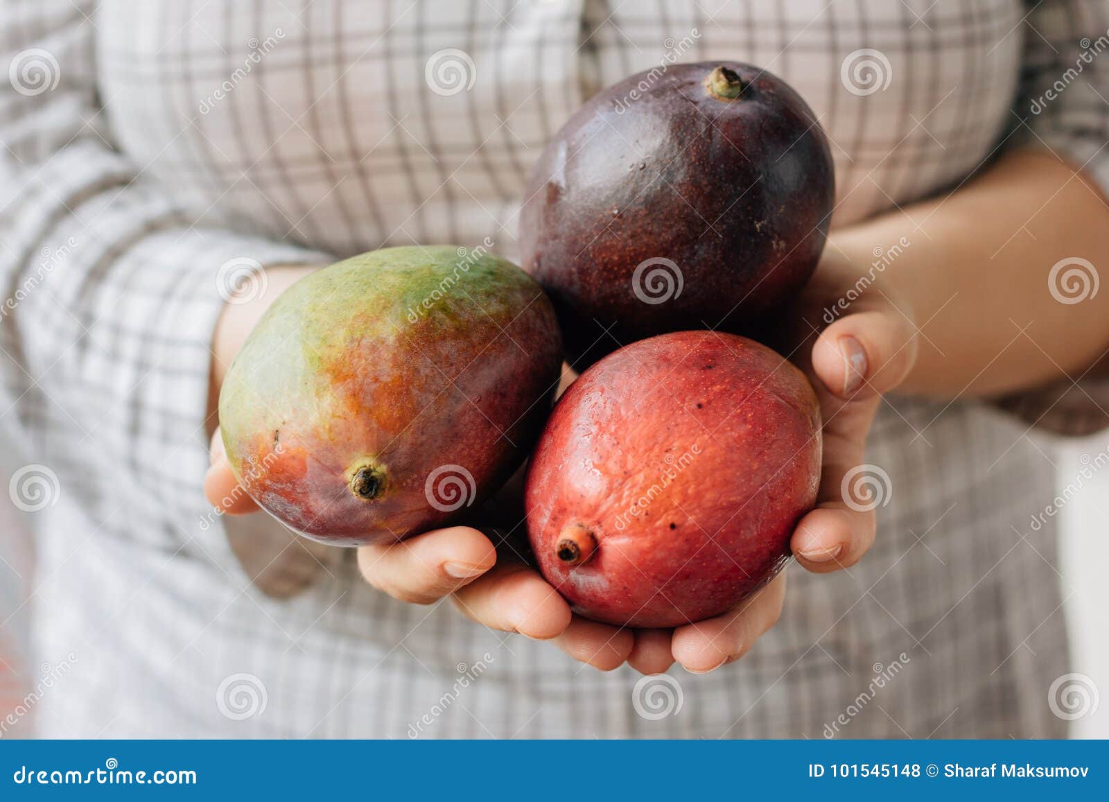 Woman Holding Three Ripe Mango in Her Hands. Stock Photo - Image of ...