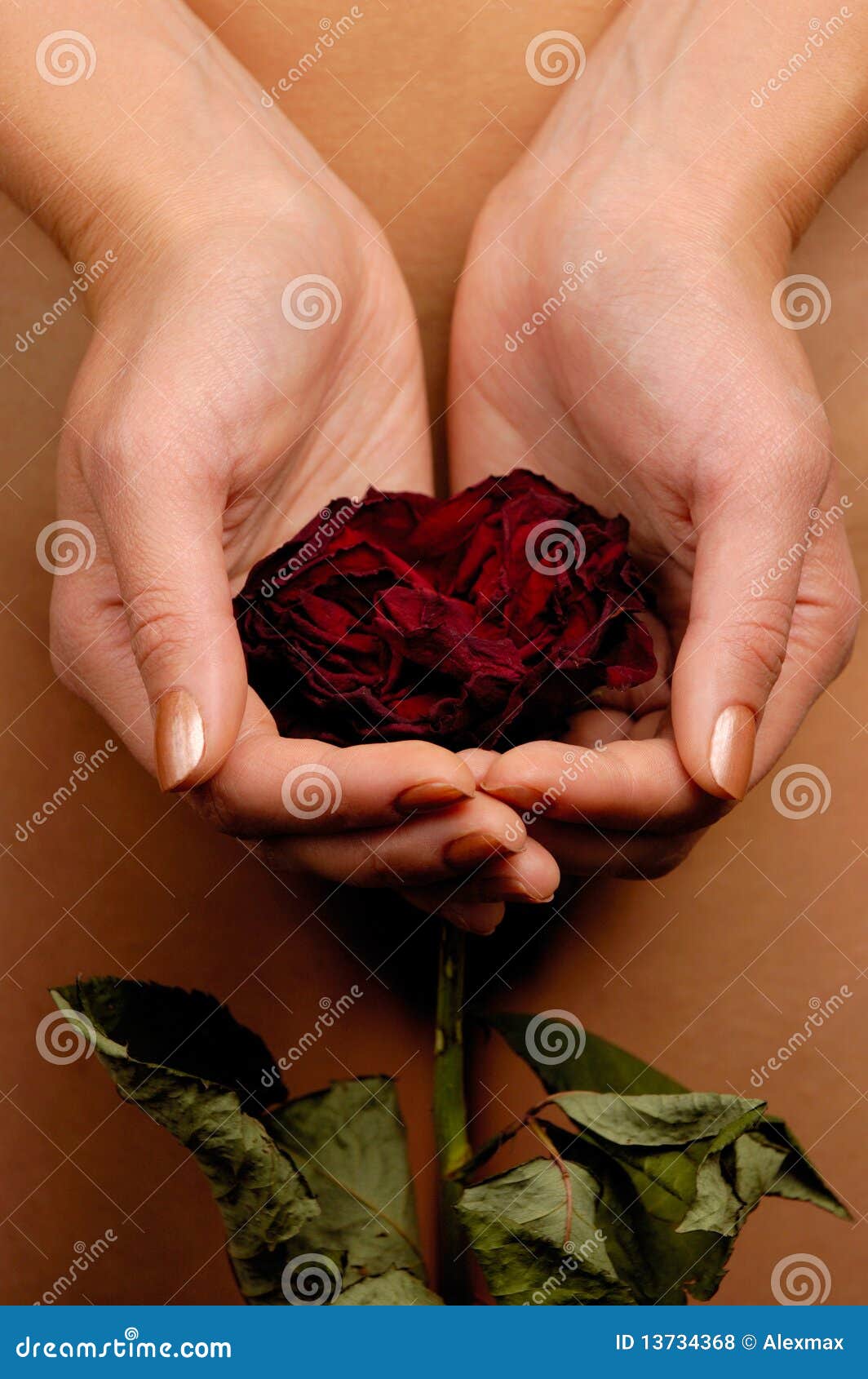Withered Rose With Falling Petals. Royalty-Free Stock Photography ...