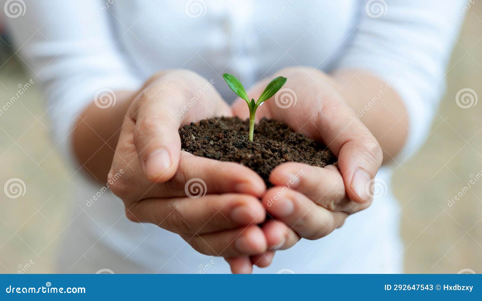 Holding Young Plant in Hands Stock Image - Image of green ...