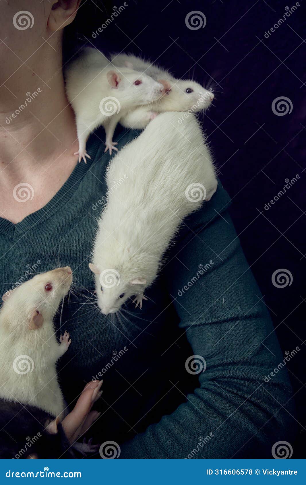The Woman Holds All Her Five Rats in Her Hands Stock Photo - Image of cute, albino: 316606578