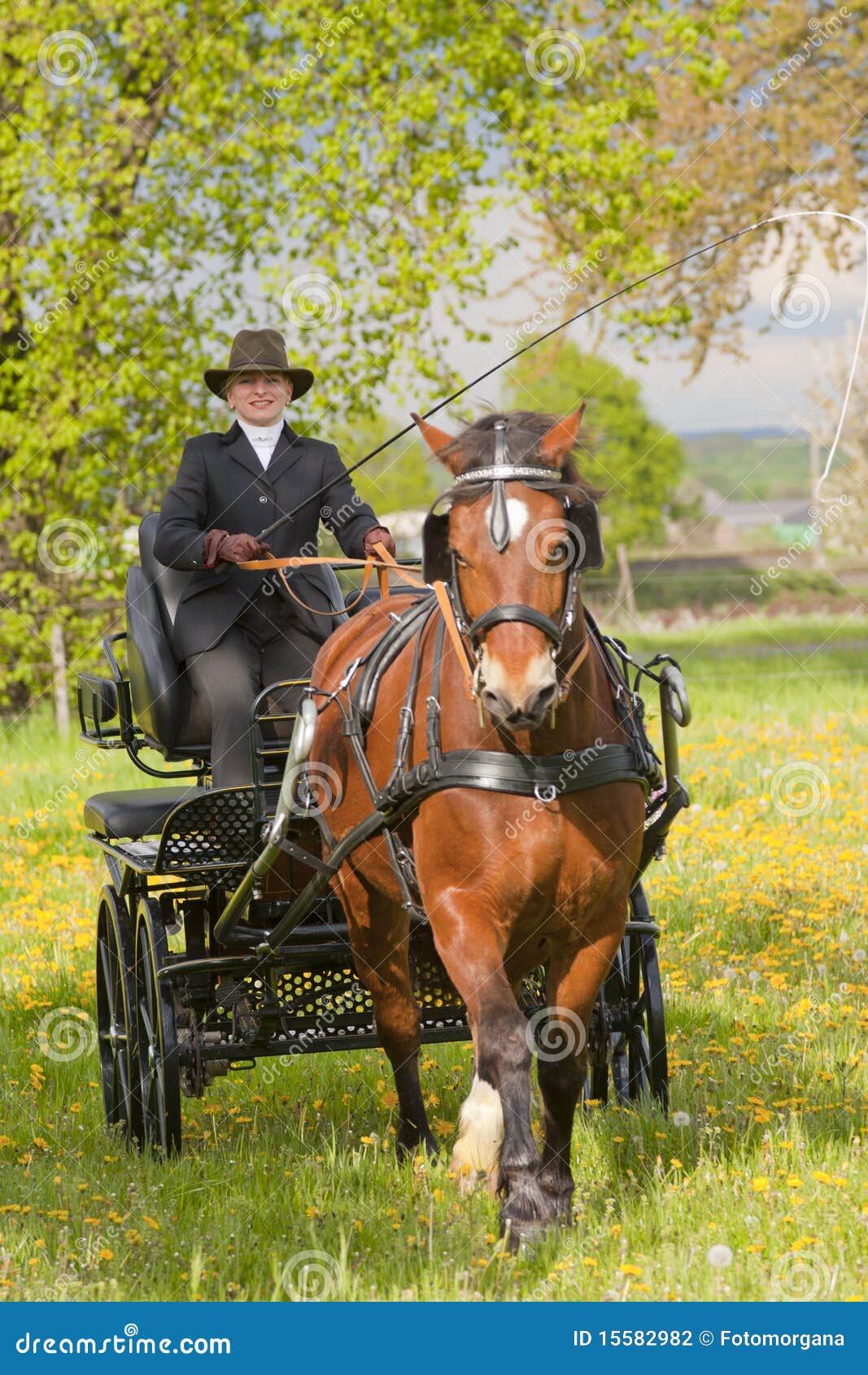 Woman horse carriage stock photo. Image of grass, horse - 15582982