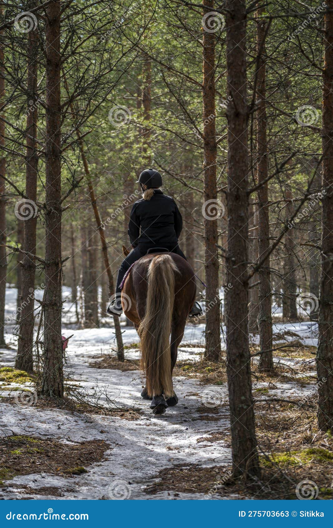 Woman horseback riding stock image. Image of mare, wildlife - 275703663